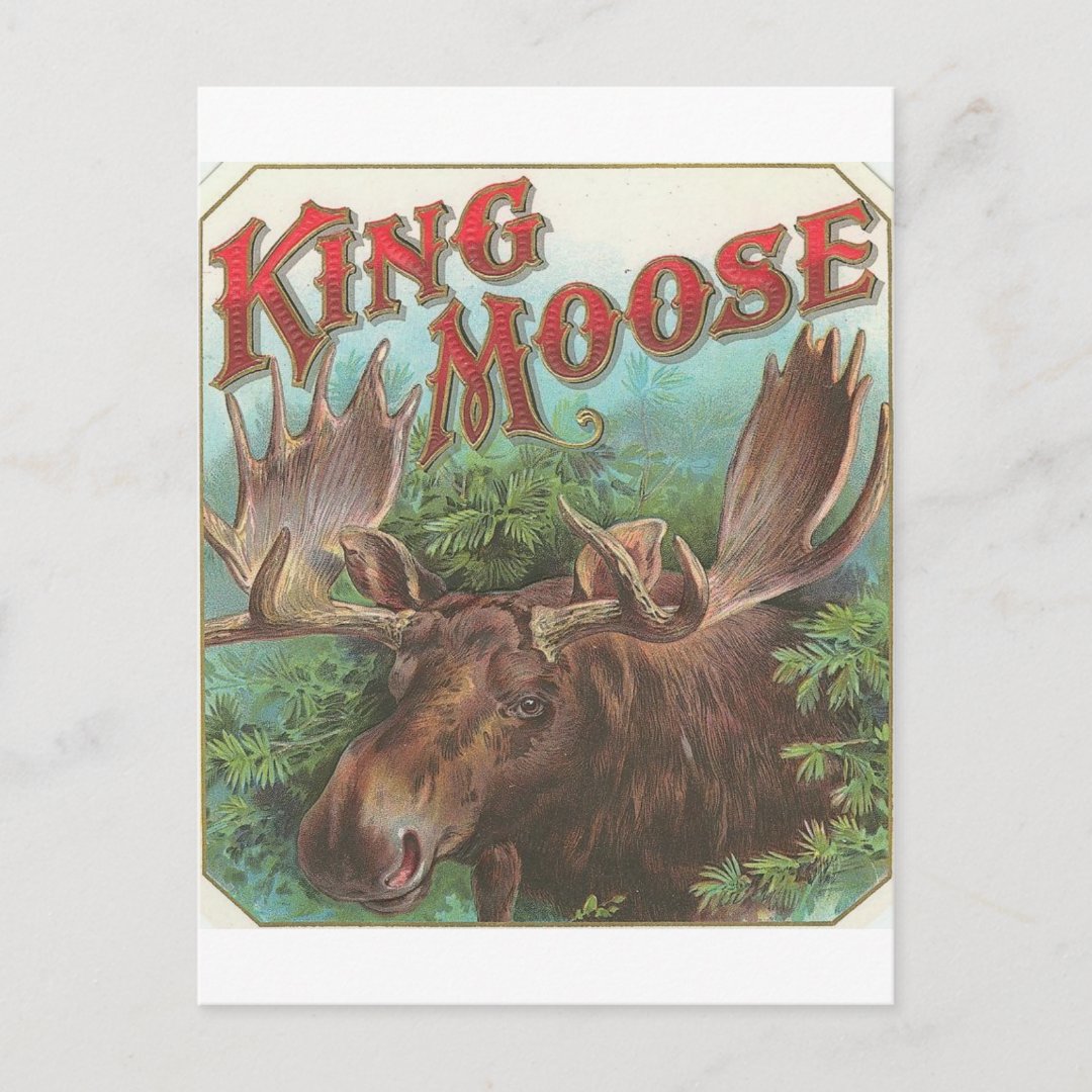 Vintage King Moose Postcard | Zazzle