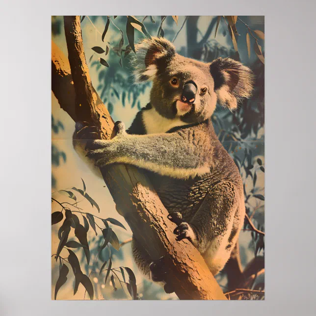 Vintage Koala Poster | Zazzle