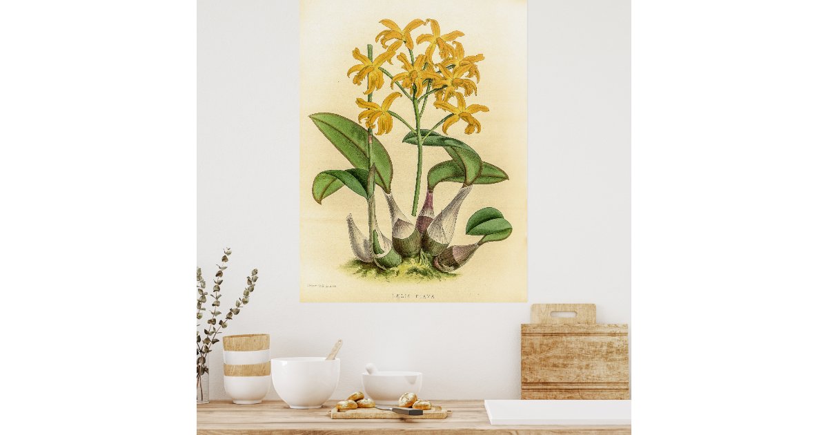 Vintage Laelia Flava Orchid Flower Poster | Zazzle