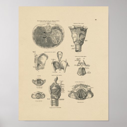 Vintage Larynx Anatomy 1880 Print | Zazzle