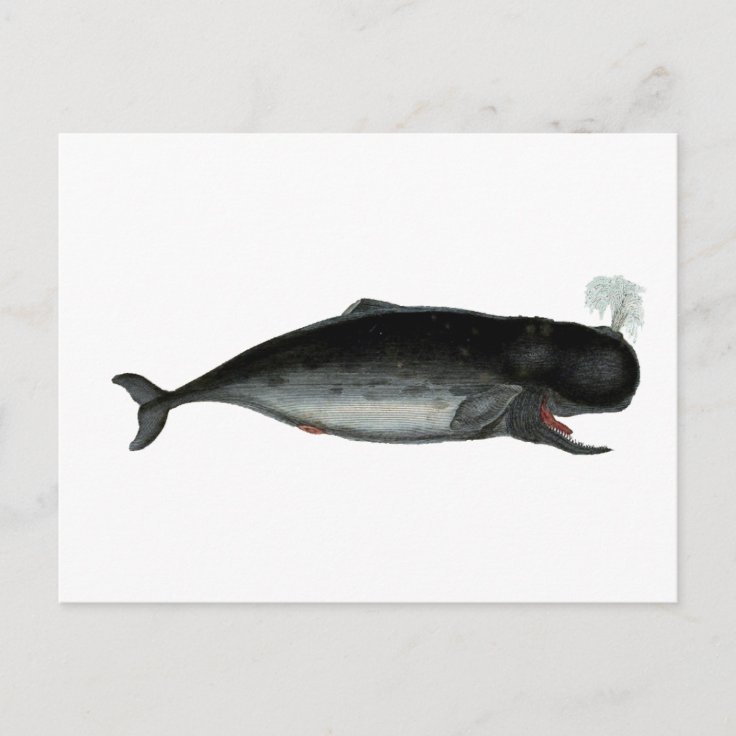 Vintage Laughing Whale Postcard | Zazzle