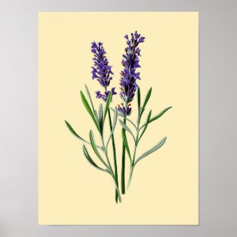Vintage Lavender Flower #3 Poster | Zazzle