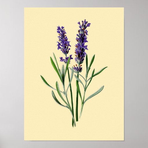 Vintage Lavender Flower #3 Poster | Zazzle