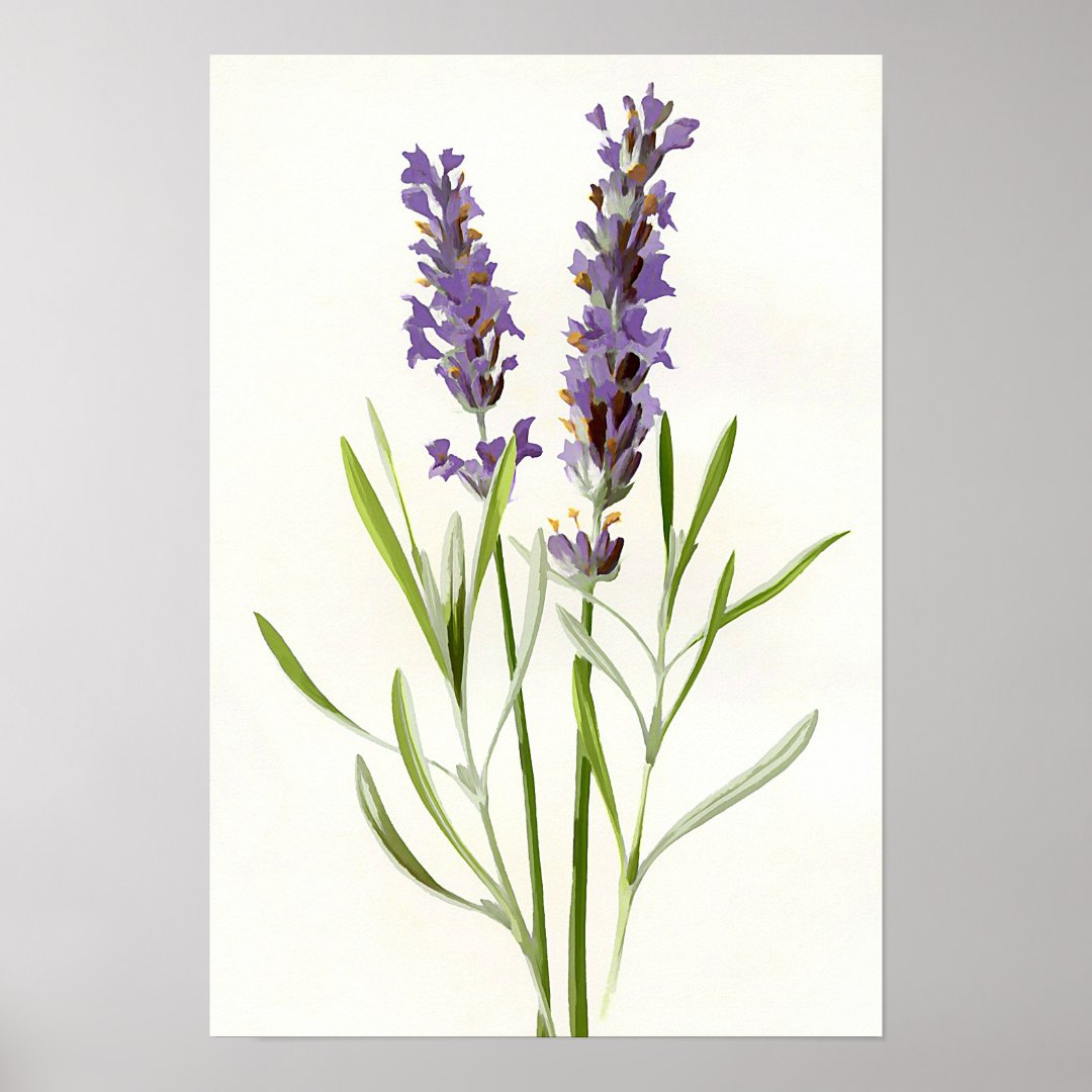 Vintage lavender poster | Zazzle