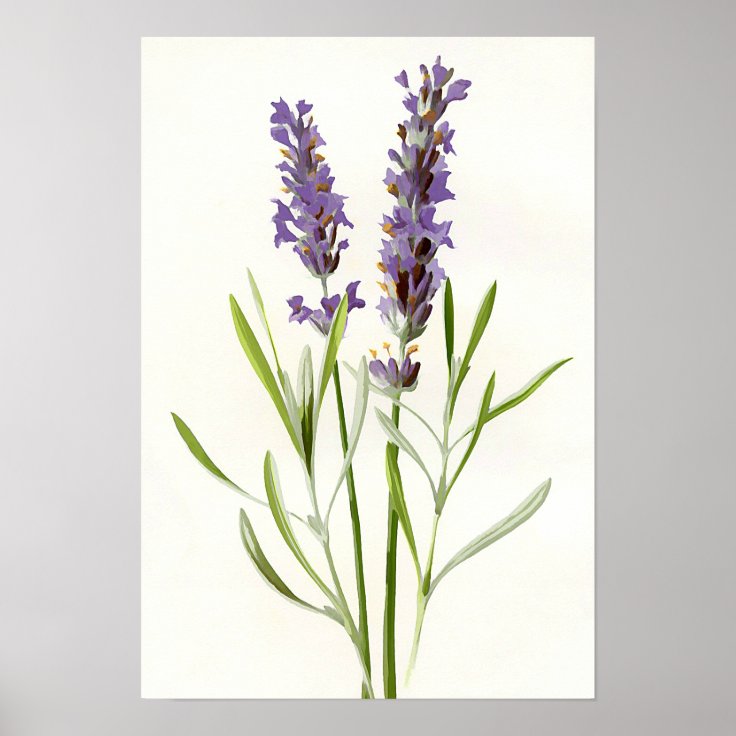 Vintage lavender poster | Zazzle