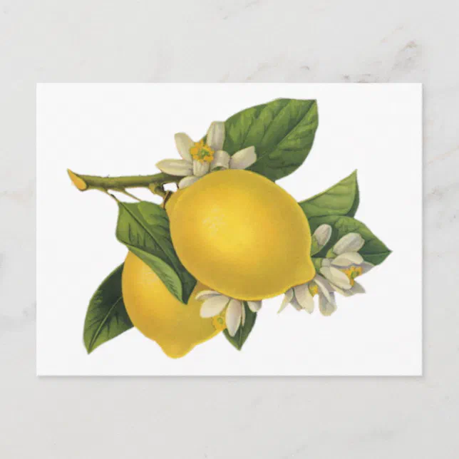 Vintage Lemons Illustration Postcard | Zazzle