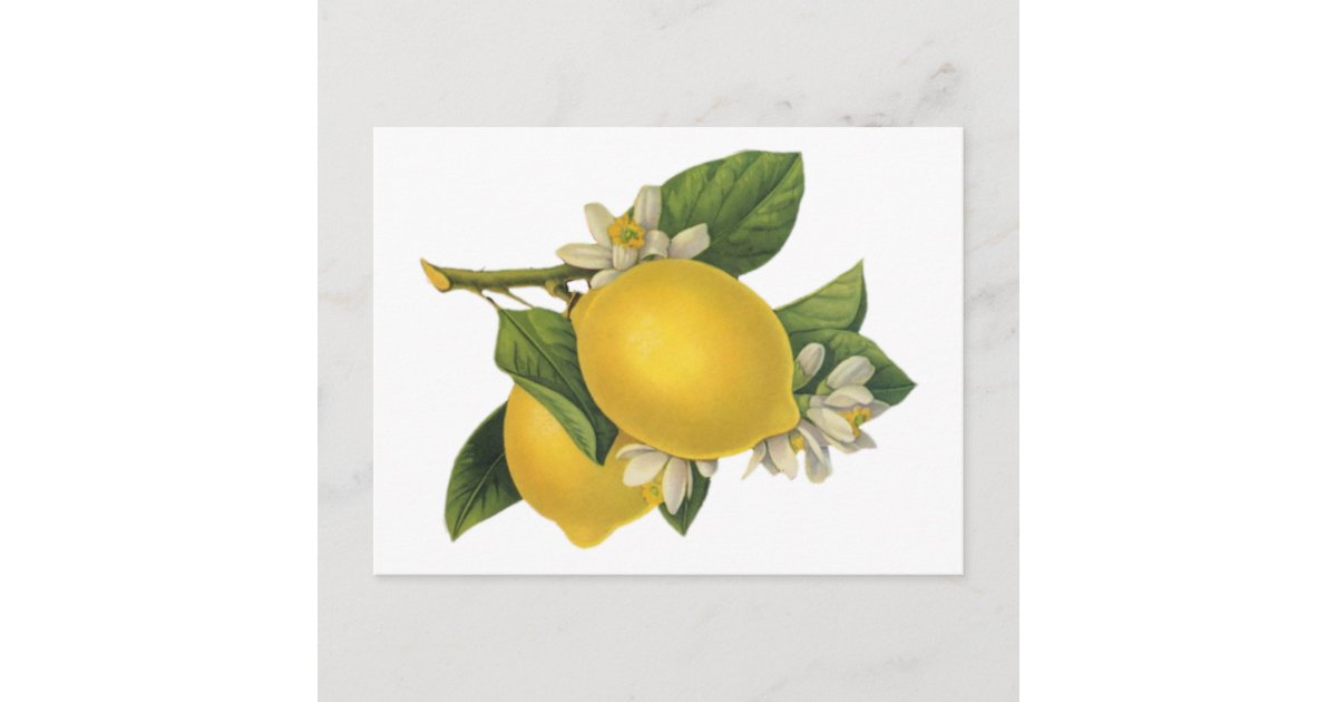 Vintage Lemons Illustration Postcard | Zazzle