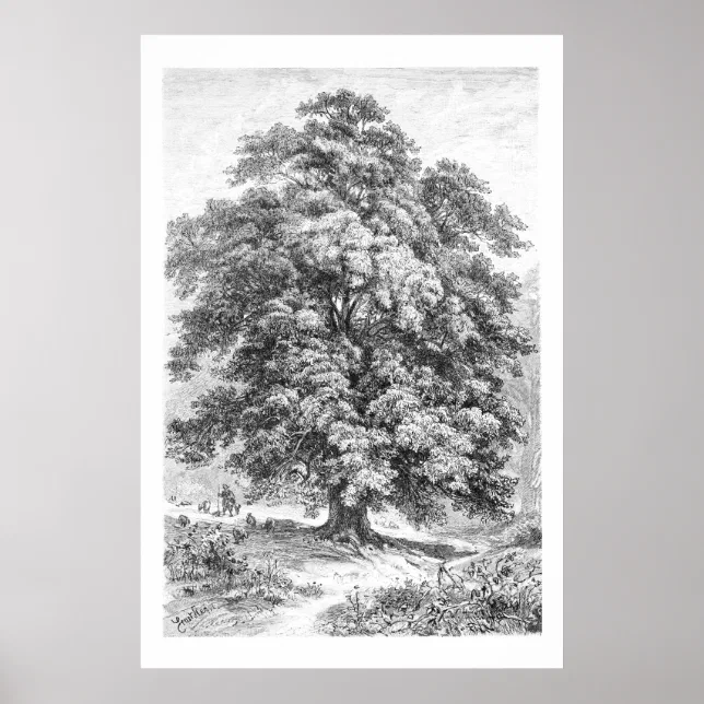linden tree drawing