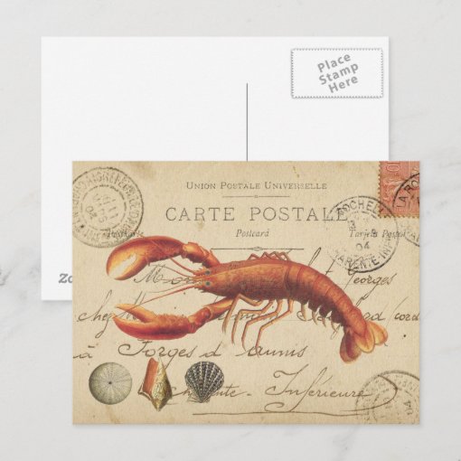 Vintage Lobster and seashells postcard | Zazzle