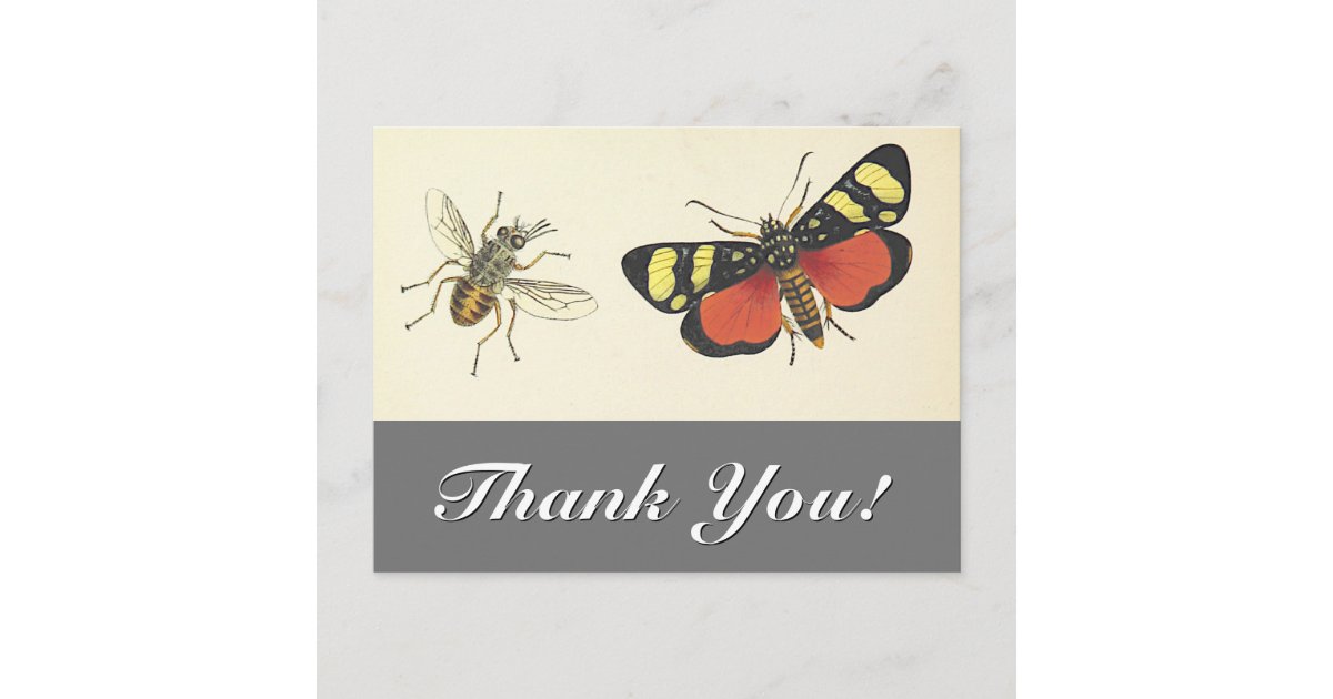 Vintage Look Insects "Thank You!" Postcard | Zazzle