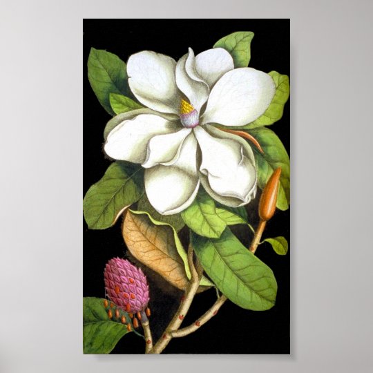 Vintage Magnolia Botanical Poster | Zazzle.com