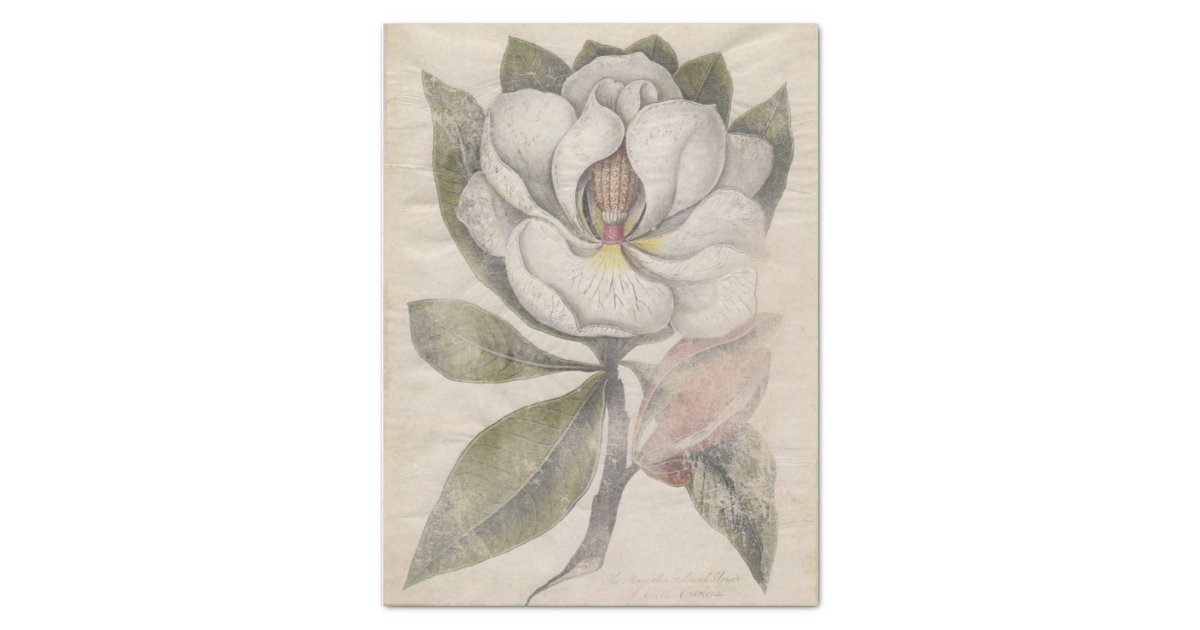 Vintage Magnolia Flower Botanical Decoupage Tissue Paper | Zazzle