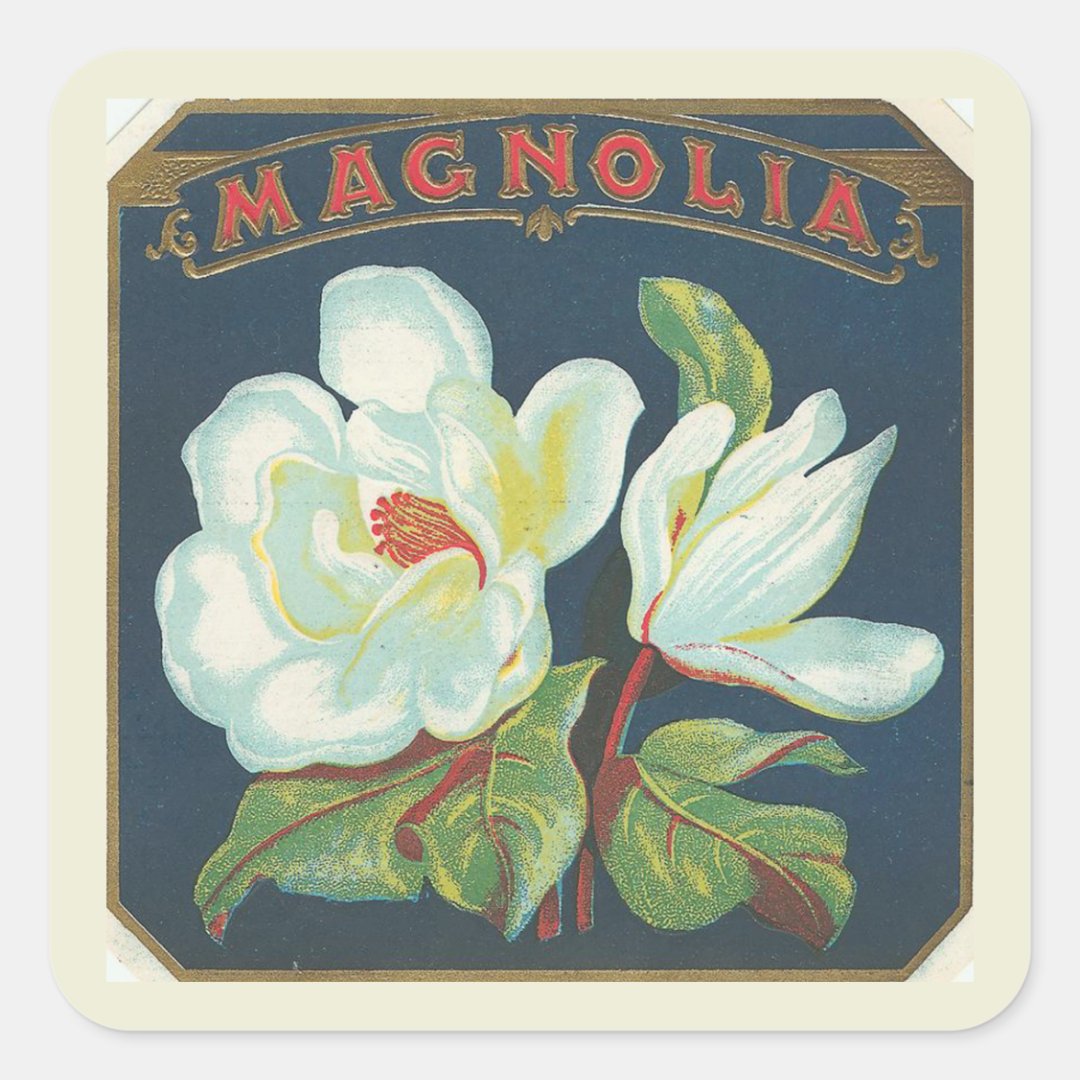 Vintage Magnolia Flower Square Sticker | Zazzle