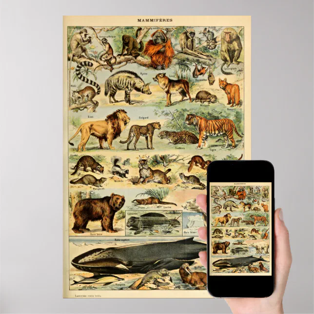 Vintage Mammals Animals Old Illustration Art Poster | Zazzle
