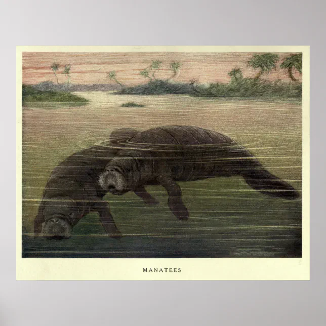 Vintage Manatee Painting (1909) Poster | Zazzle
