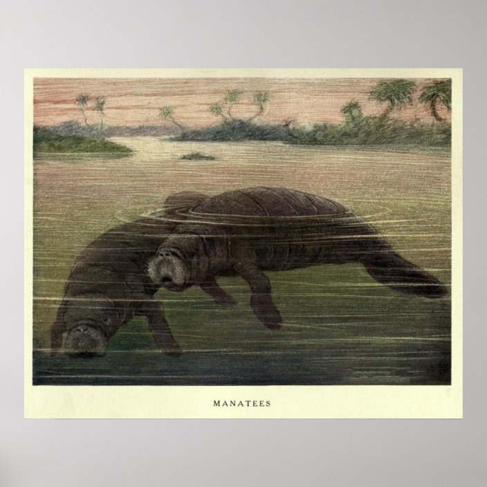 Vintage Manatee Painting (1909) Poster | Zazzle.com