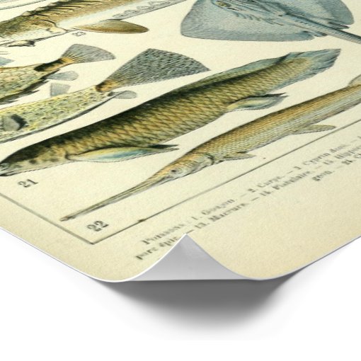 Vintage marine animal fish scientific poster | Zazzle