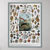 Vintage Marine Life Illustration Poster | Zazzle