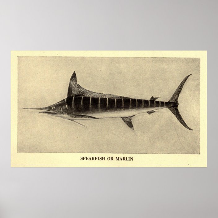Vintage Marlin Illustration (1921) Poster | Zazzle