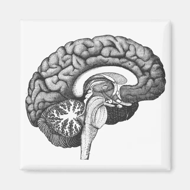 Vintage medical anatomy illustration human brain magnet | Zazzle