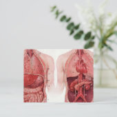 Vintage Medical Illustration, Anatomy Postcard | Zazzle
