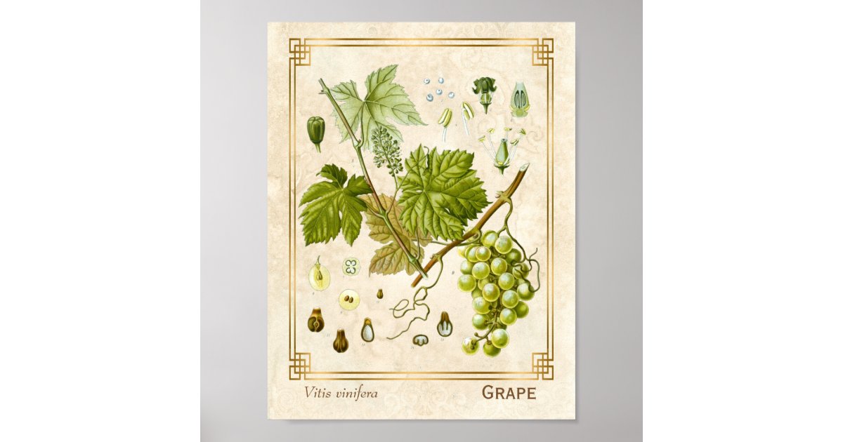 Vintage Medicinal Herb Grape Vine Botanical Poster | Zazzle