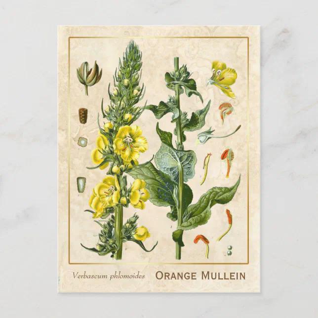 Vintage Medicinal Herb Orange Mullein Botanical Postcard | Zazzle