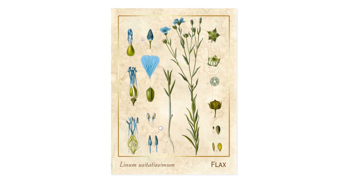 Vintage Medicinal Plant Flax Linseed Botanical Postcard | Zazzle.com