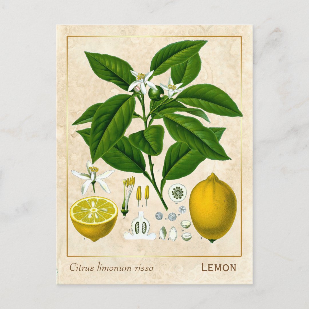 Vintage Medicinal Plant Lemon Fruit Botanical Postcard | Zazzle
