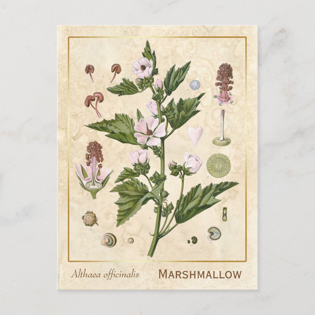Vintage Medicinal Plant Marshmallow Botanical Postcard | Zazzle