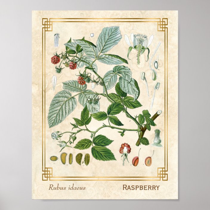Vintage Medicinal Plant Red Raspberry Botanical Poster | Zazzle.com