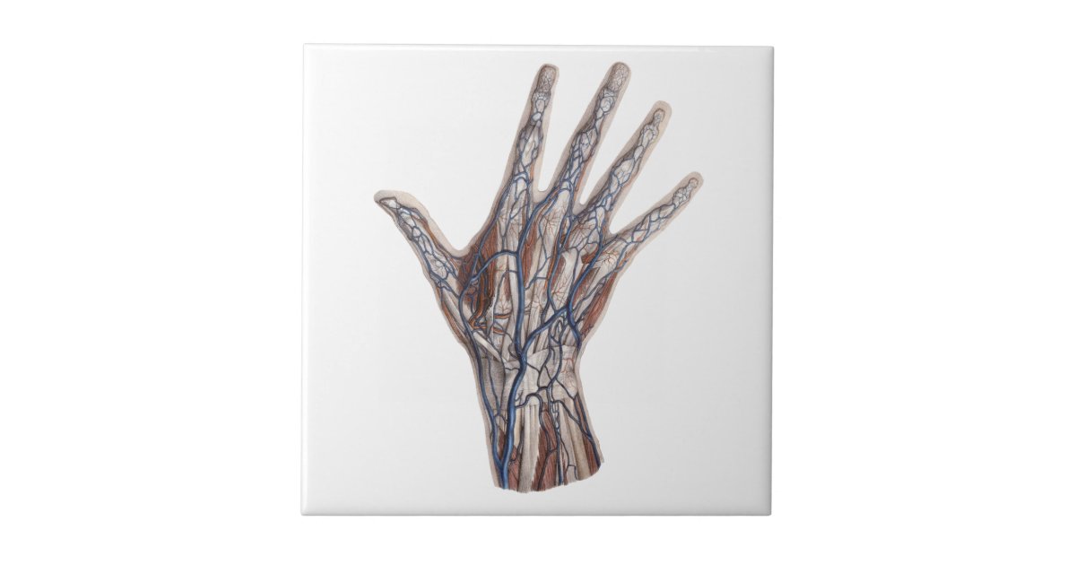 Vintage Medicine, Human Anatomy Hand Fingers Ceramic Tile | Zazzle