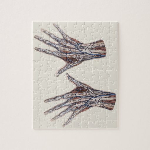 Vintage Medicine, Human Anatomy Hand Fingers Jigsaw Puzzle | Zazzle
