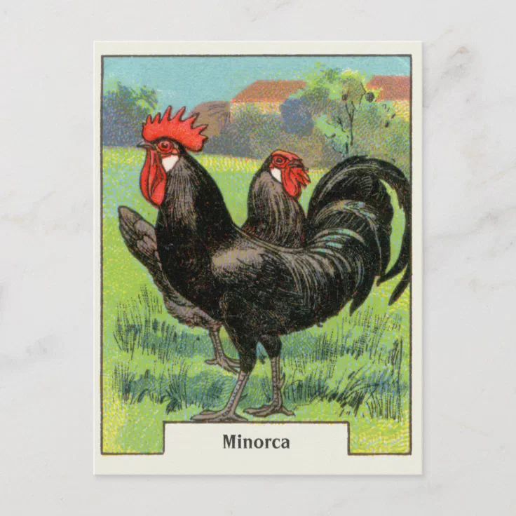 Vintage Minorca Chicken Postcard | Zazzle