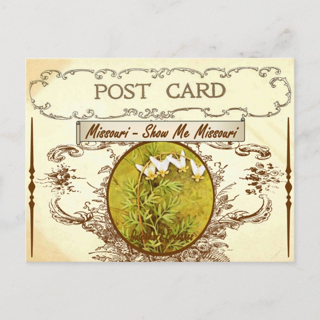 Vintage Missouri State Flower Postcard | Zazzle