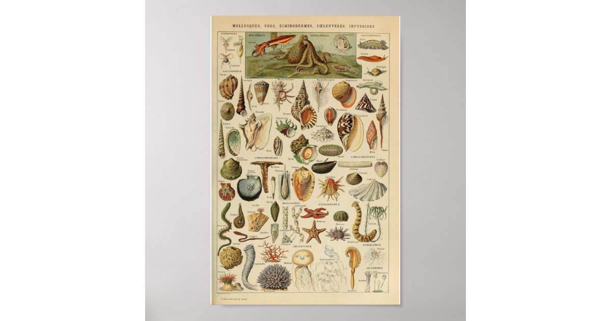 Vintage mollusk shellfish ocean animal poster | Zazzle