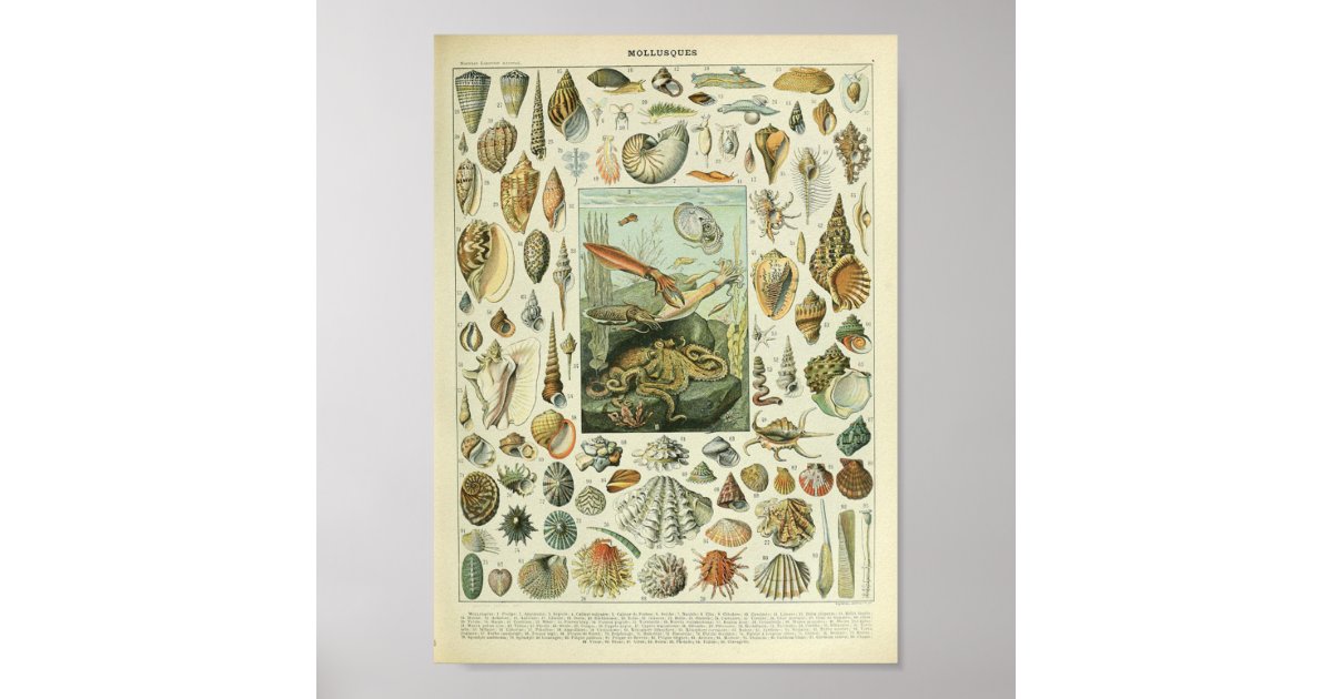 Vintage mollusk shellfish octopus ocean animal poster | Zazzle