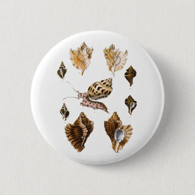 Vintage Mollusks and Snails, Marine Life Organisms Button | Zazzle