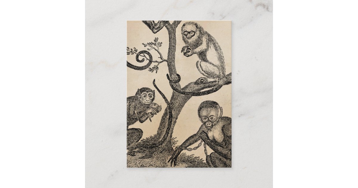 Vintage Monkey Illustration - 1800's Monkeys Business Card | Zazzle