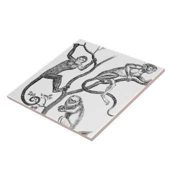 Vintage Monkey Illustration - 1800's Monkeys Ceramic Tile | Zazzle