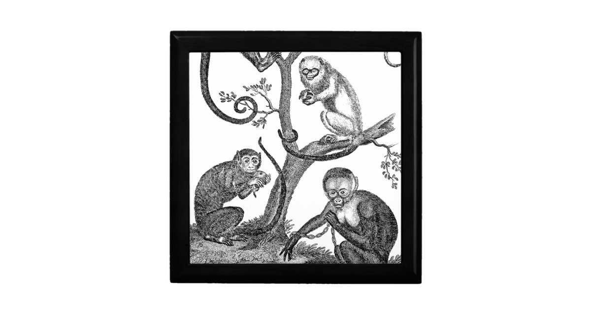 Vintage Monkey Illustration - 1800's Monkeys Gift Box | Zazzle.com