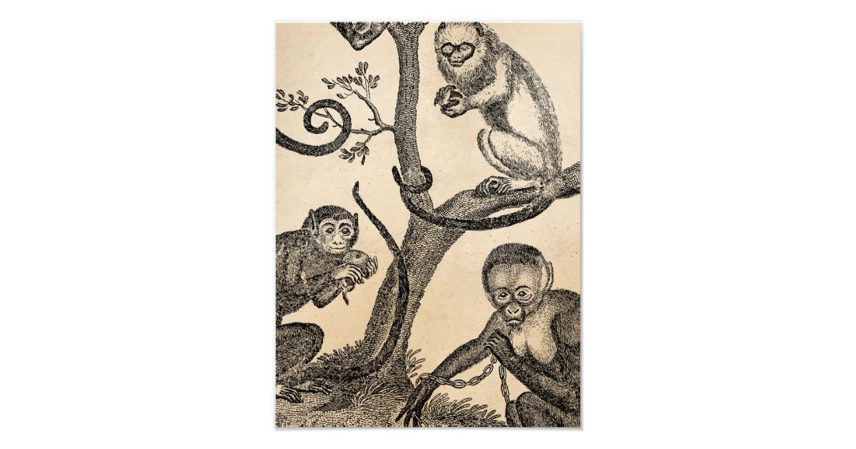 Vintage Monkey Illustration - 1800's Monkeys Photo Print | Zazzle