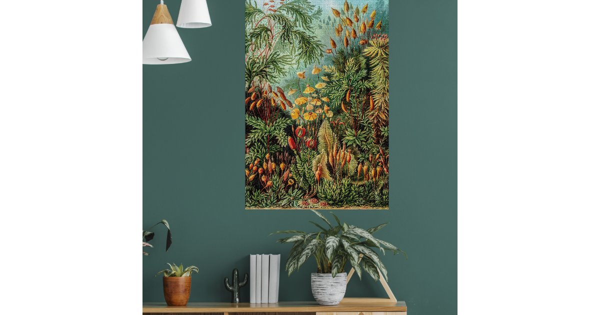 Vintage Moss Plants Muscinae by Ernst Haeckel Poster | Zazzle