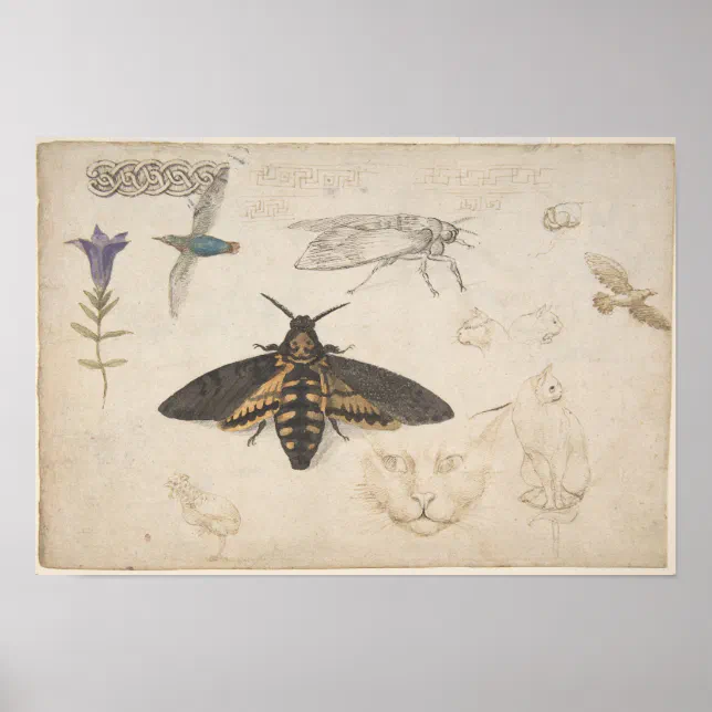 Vintage Moth Illustration Poster | Zazzle