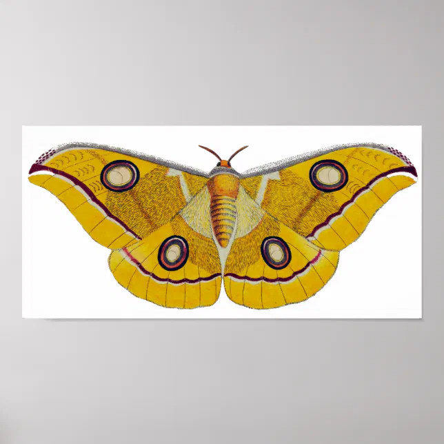 Vintage Moth Poster | Zazzle