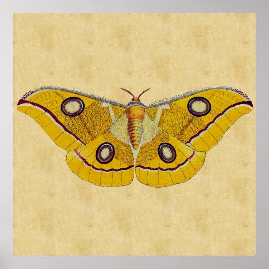 Vintage Moth Poster | Zazzle.com