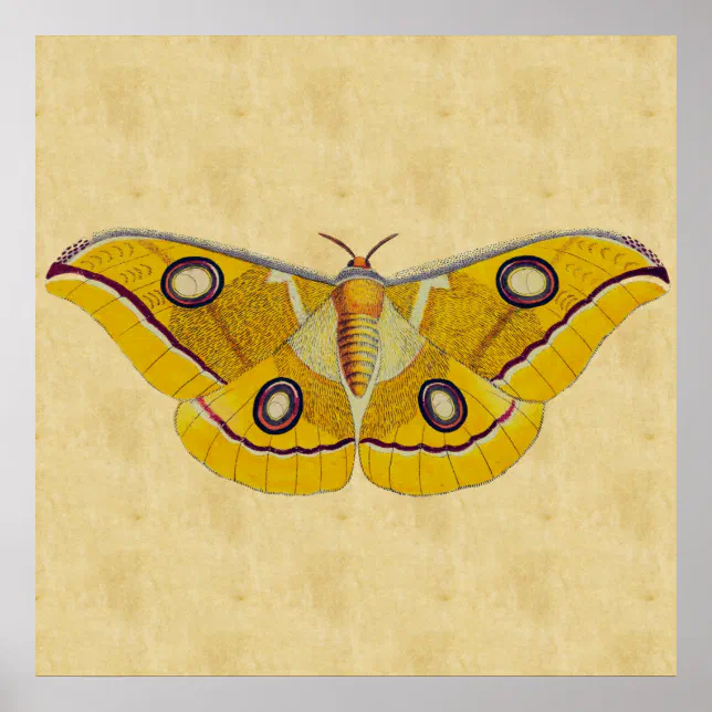 Vintage Moth Poster | Zazzle