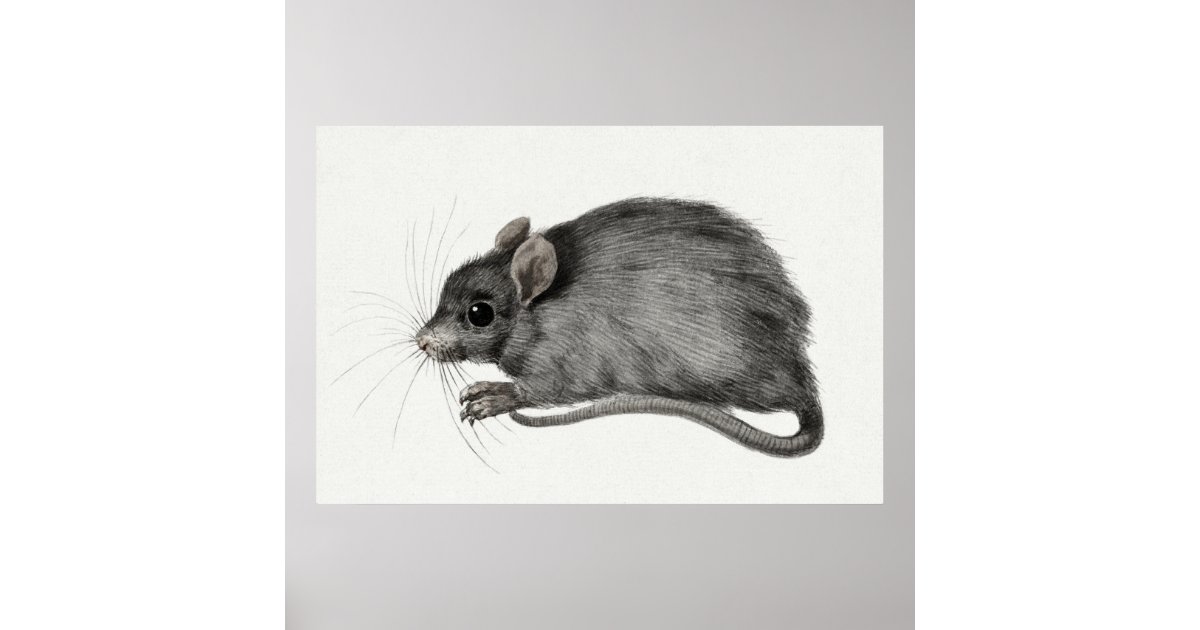 Vintage Mouse Illustration Poster | Zazzle