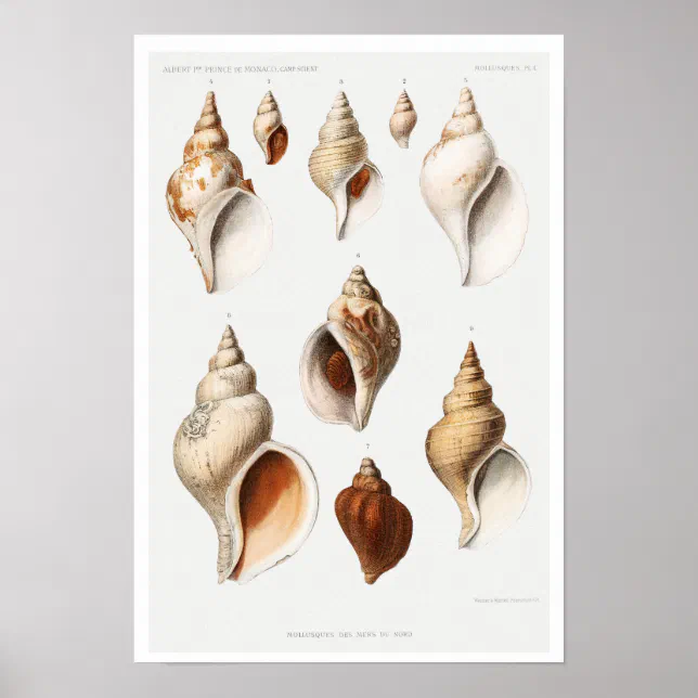 VINTAGE MULLOSCS (FROM NORTHERN SEAS) POSTER | Zazzle