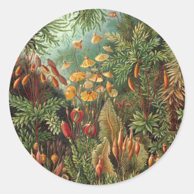 Vintage Muscinae, Moss Plants by Ernst Haeckel Classic Round Sticker ...